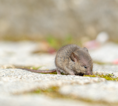 MGRS Use Case Examples – MGRS Data